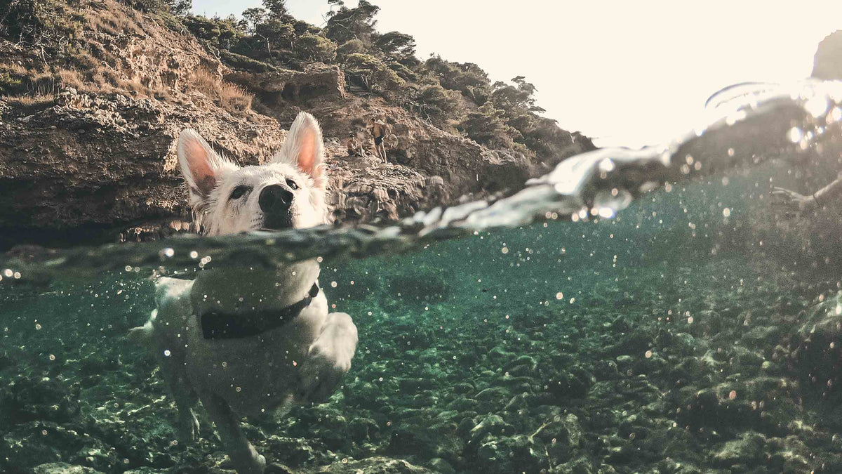 How To Shoot Half Underwater GoPro Photos？ – telesinstore