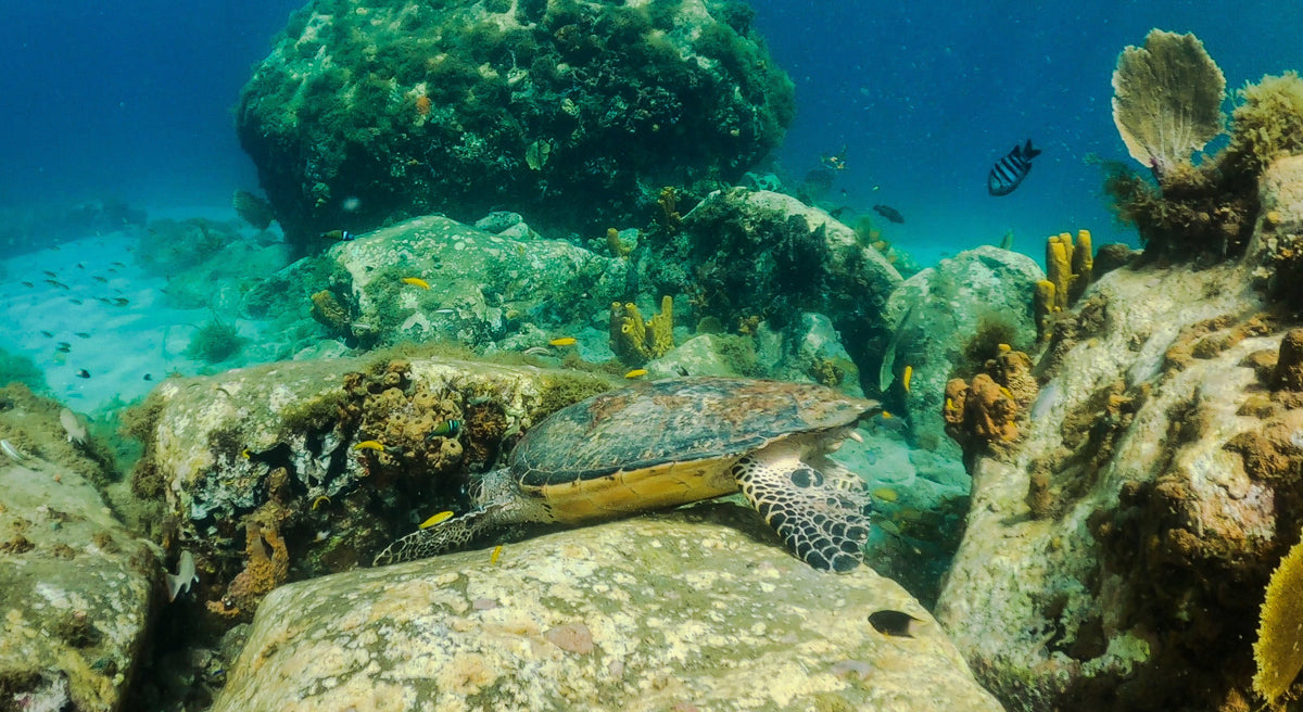 Why Martinique Is the Best-Kept Secret in Caribbean Snorkeling ...